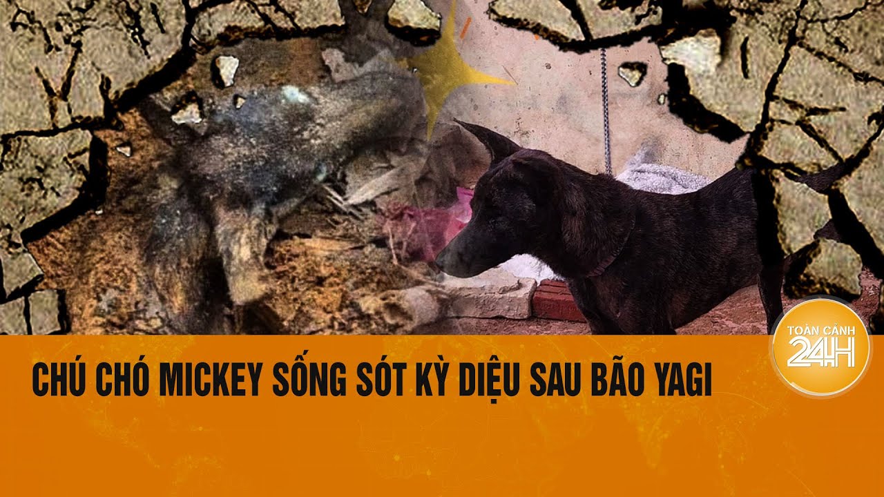 Mickey - Chú chó "may mắn": Thoát chết kỳ diệu sau bão Yagi | Toàn cảnh ...