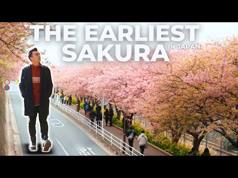 Miura Kaigan Kawazu-Zakura: The Earliest Cherry Blossoms in Japan!