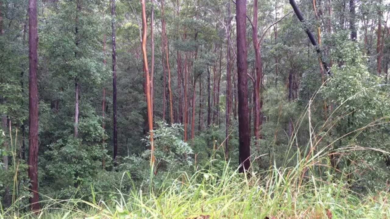 Bush in the rain - YouTube