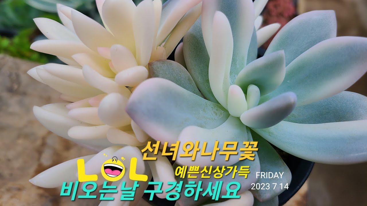 2023년 7월14일多肉植物국민다육 방문구매3개5000원선녀와나무꽃화분다육신상안내다육금화분택배다육택배다육이