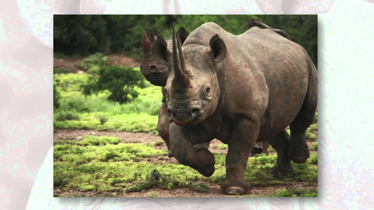Wild Rhino Competition Launched in Vietnam - YouTube