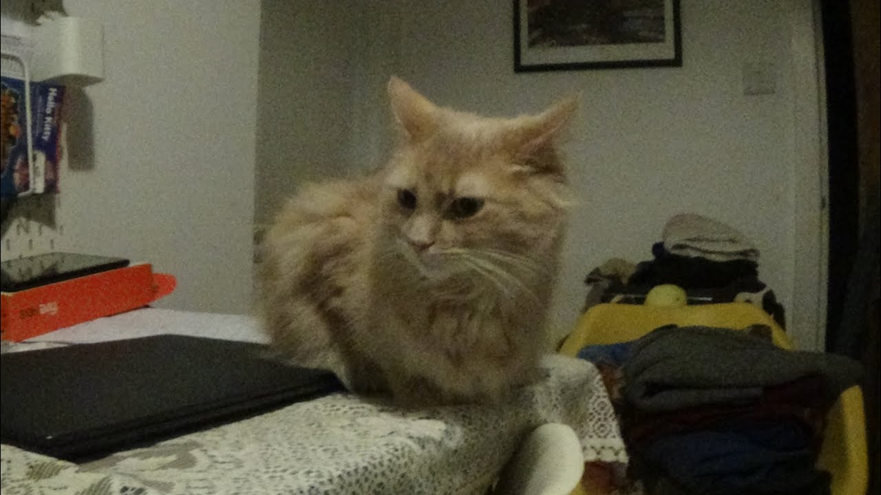Daphne the Cat - Video 290 (Daphne's Two Hundred and Ninetieth Sequel ...