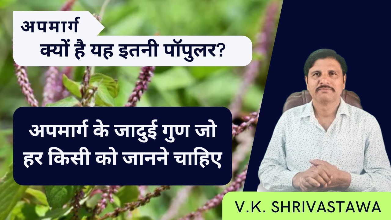 अपामार्ग: एक जड़ी-बूटी, अनेक फायदे | prickly chaff flower | Apamarg ...