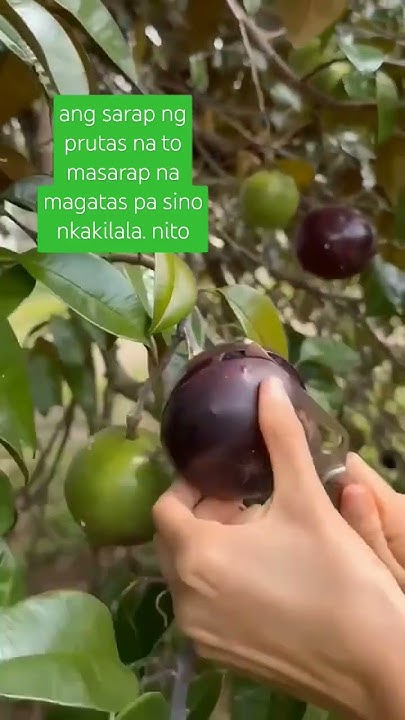 ang sarap ng prutas n to parang may gatas pag hinog na sya.kilala nyo b to - YouTube