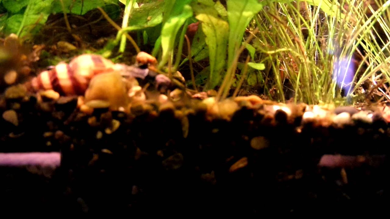 Filter feeding worms in my planted tank. Black/Blood Worms? - YouTube
