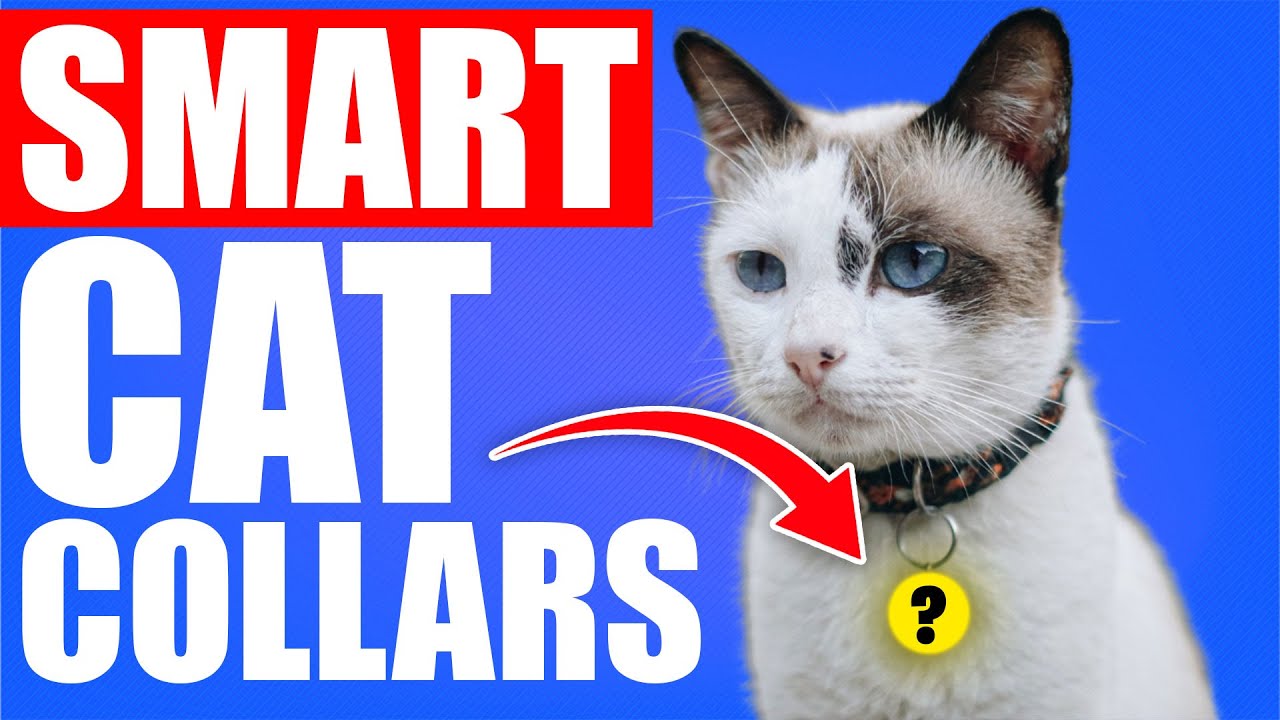 The Future of Cat Care: How Smart Collars Are Changing Everything - YouTube