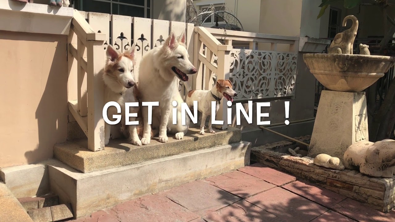 Dogs In Line - YouTube