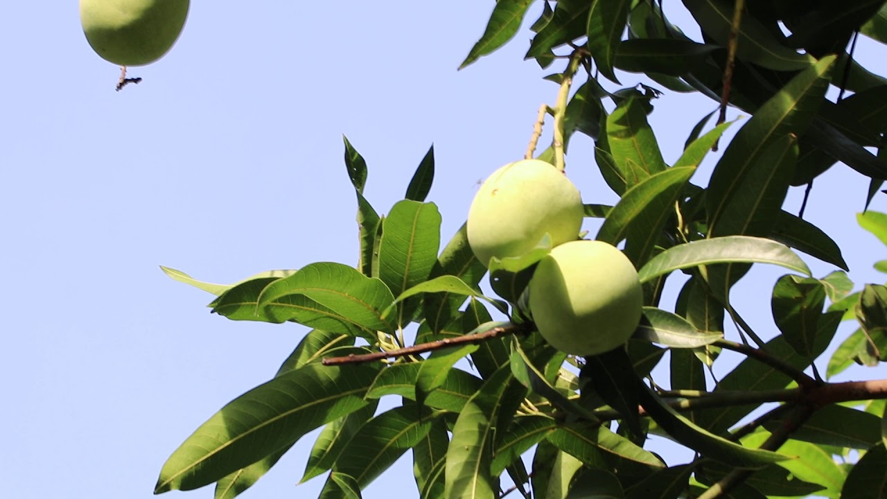 Singapore Nature: Mango tree in Countryside Park - YouTube