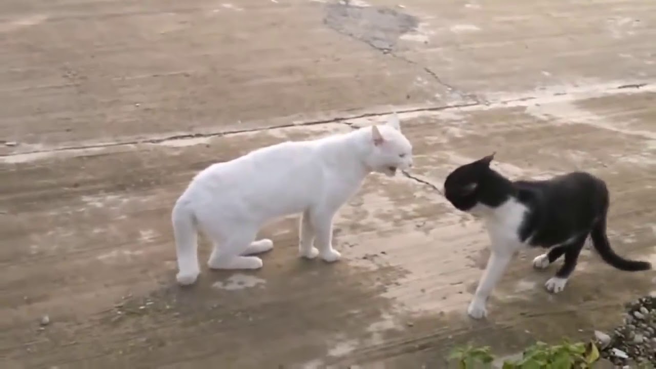 Vidéos de chats à mourir de rire compilation 2018 - YouTube
