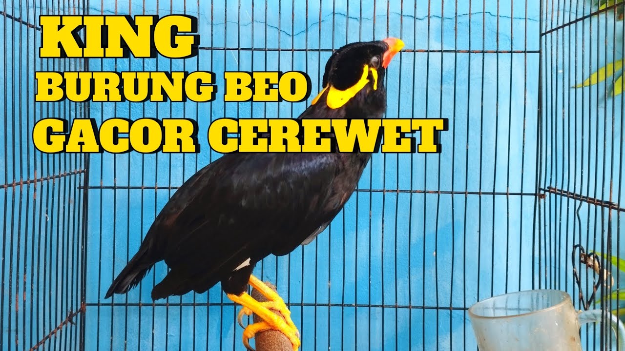 KING BURUNG BEO GACOR & CEREWET‼️ - YouTube