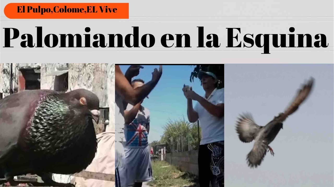 Palomiando en la esquina de un barrio con El Pulpo,Colome y El Vive ...