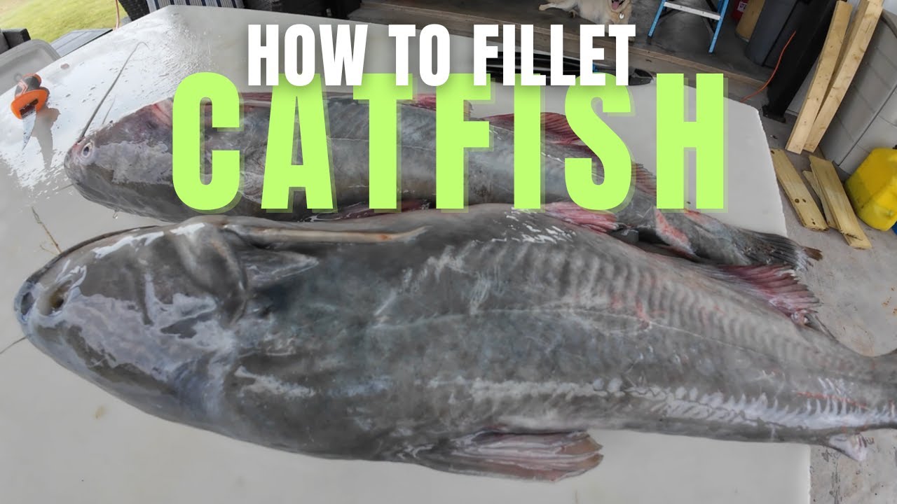 HOW TO FILLET A CATFISH - YouTube