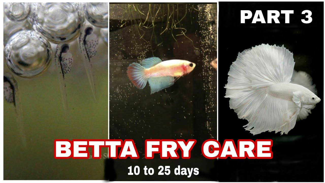 betta fry care malayalam | betta fry care |fighter baby care | betta ...
