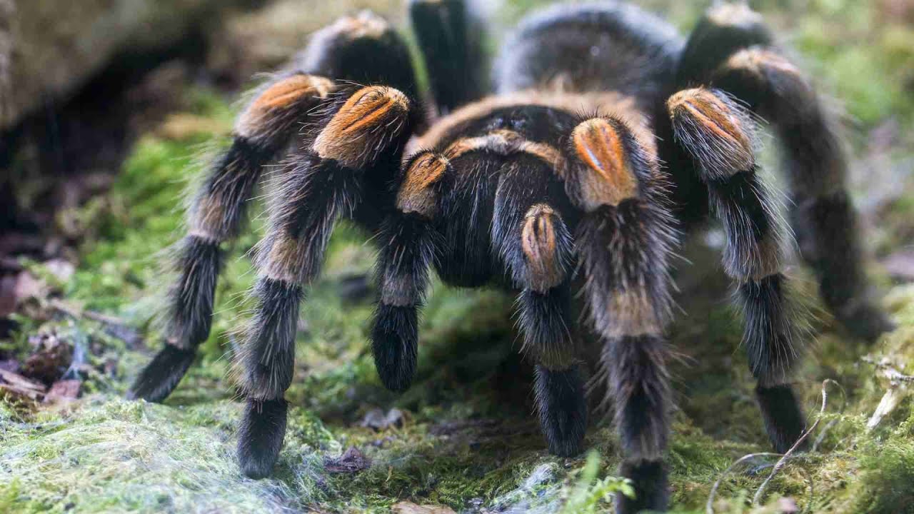 (4K) "Leggy Legends: The Fascinating Lives of Tarantula Spiders." - YouTube