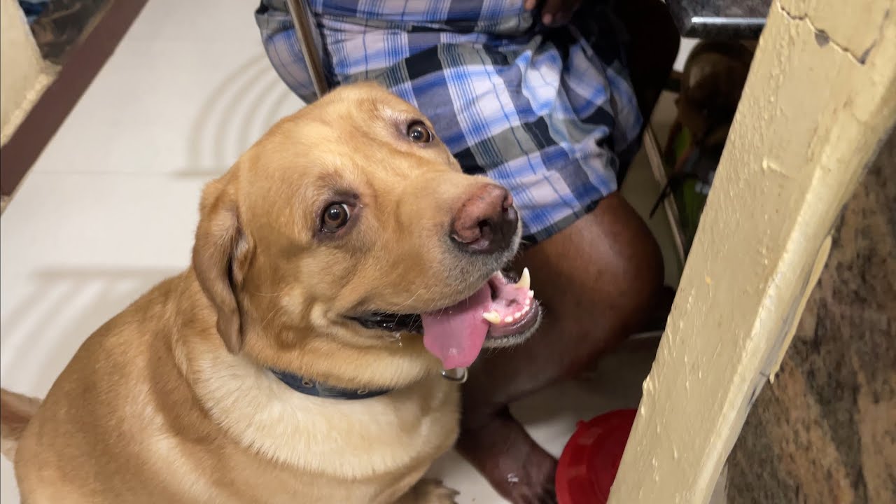 Little John the Labrador stares his dad eating after his dinner 🍽️ ...