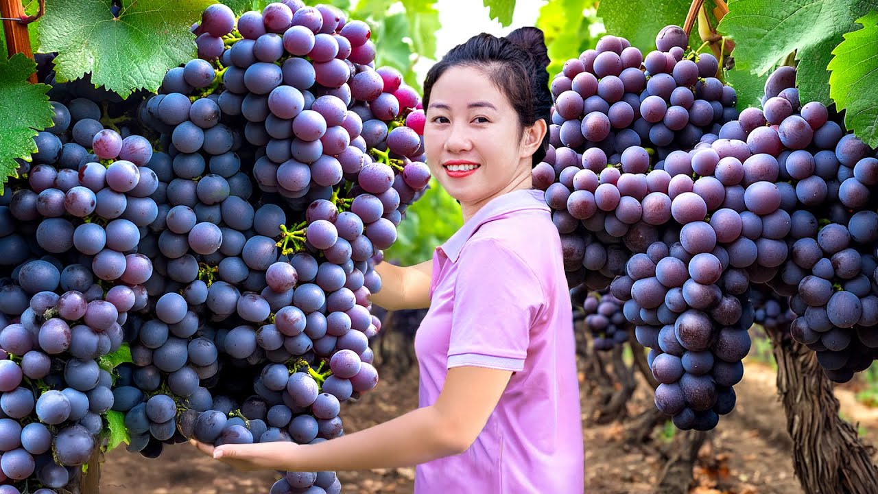 Harvesting Sweet Giant Grapes,Traditional Grape Jam Recipe Go To Market ...