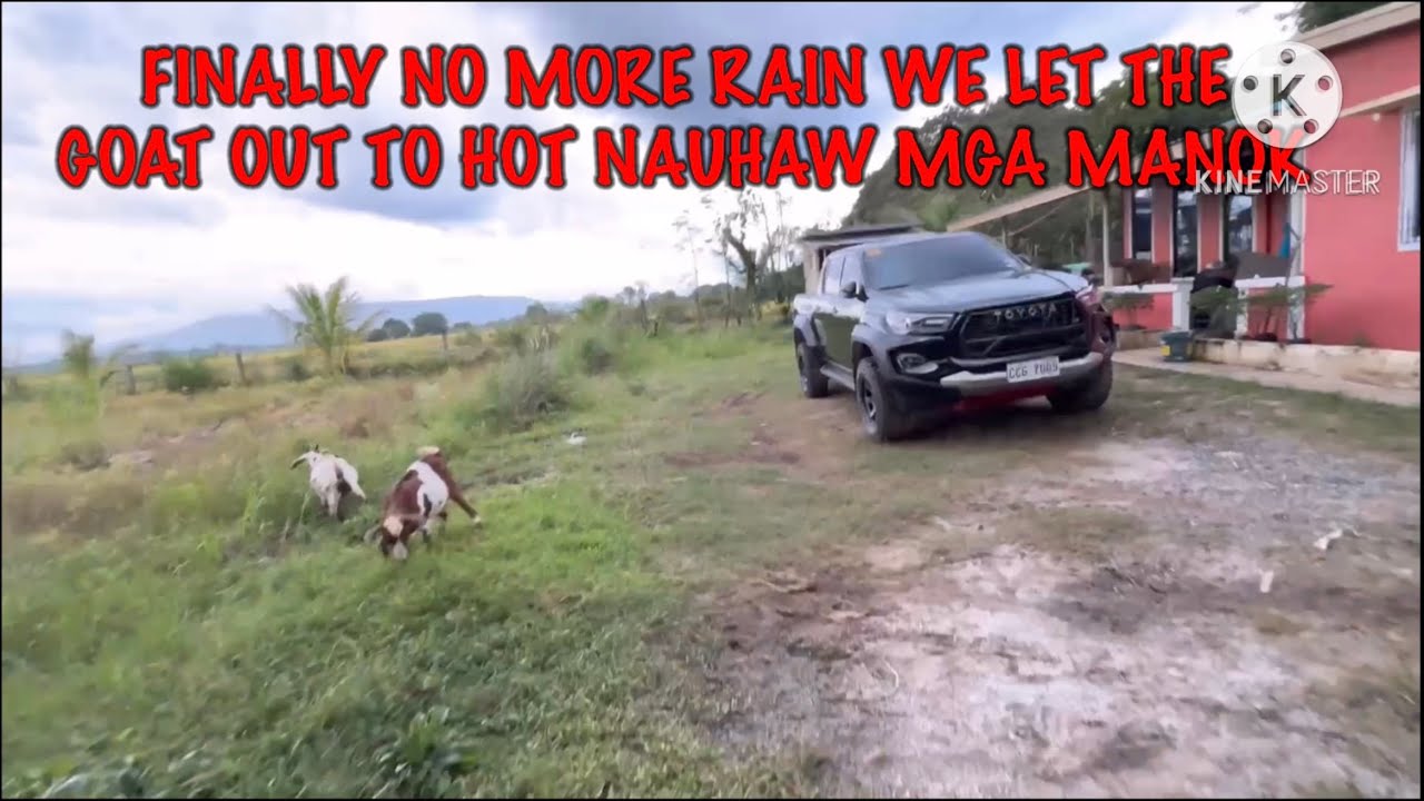 FINALLY WE LET THE GOAT OUT NO MORE RAIN VERY HOT NAUHAW ANG MGA MANOK ...