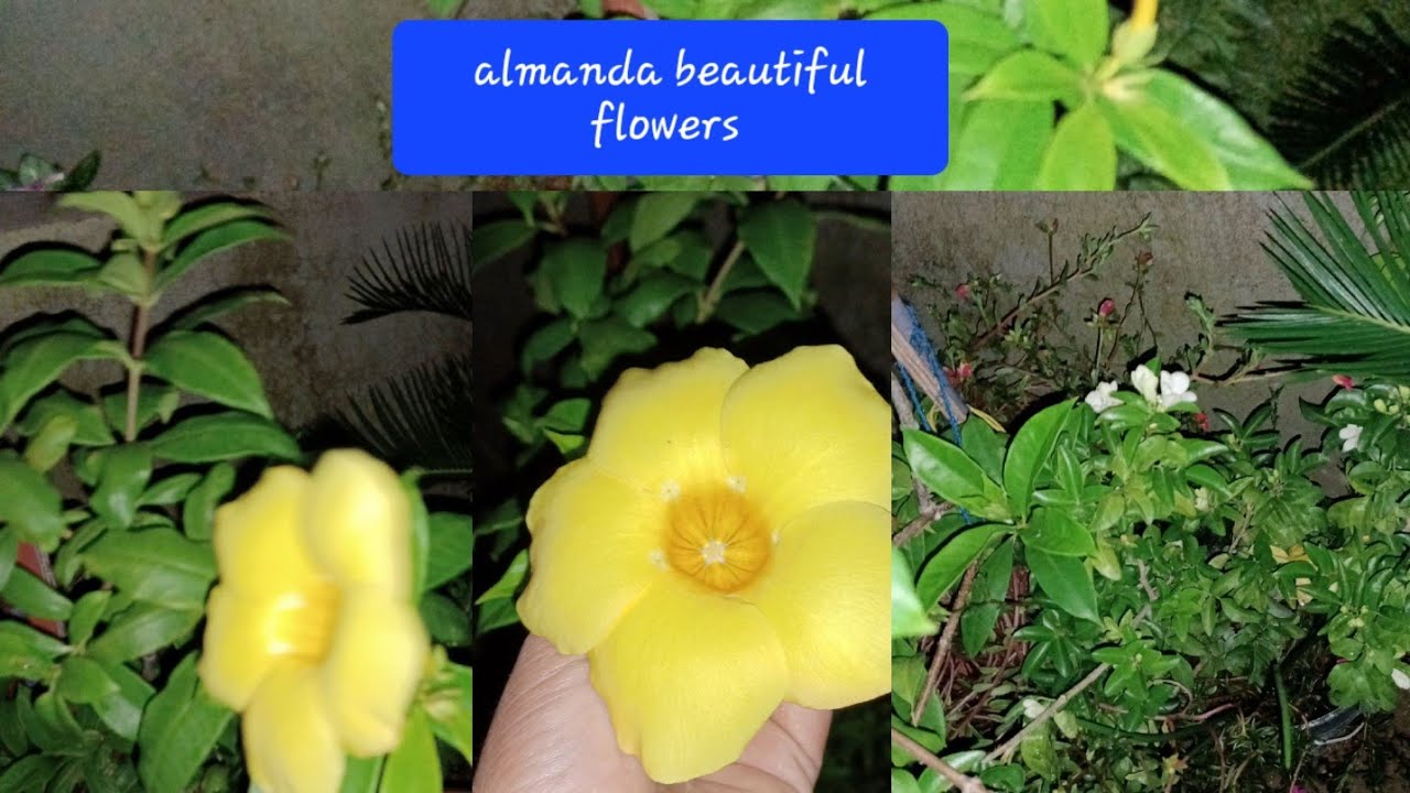 ||अलमानङा की देखभाल/almanda beautiful flowers plants cear || - YouTube