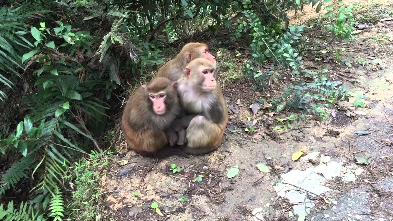 Three little monkeys huddle together in the cold - YouTube