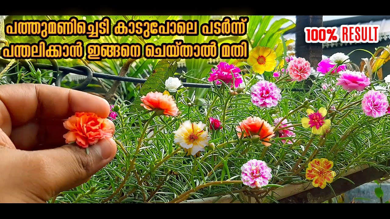 10 മണി ചെടികൾ കട്ടകുത്തി വളരാൻ ഇങ്ങനെ ചെയ്താൽ മതി|10 Mani Chedi Care ...