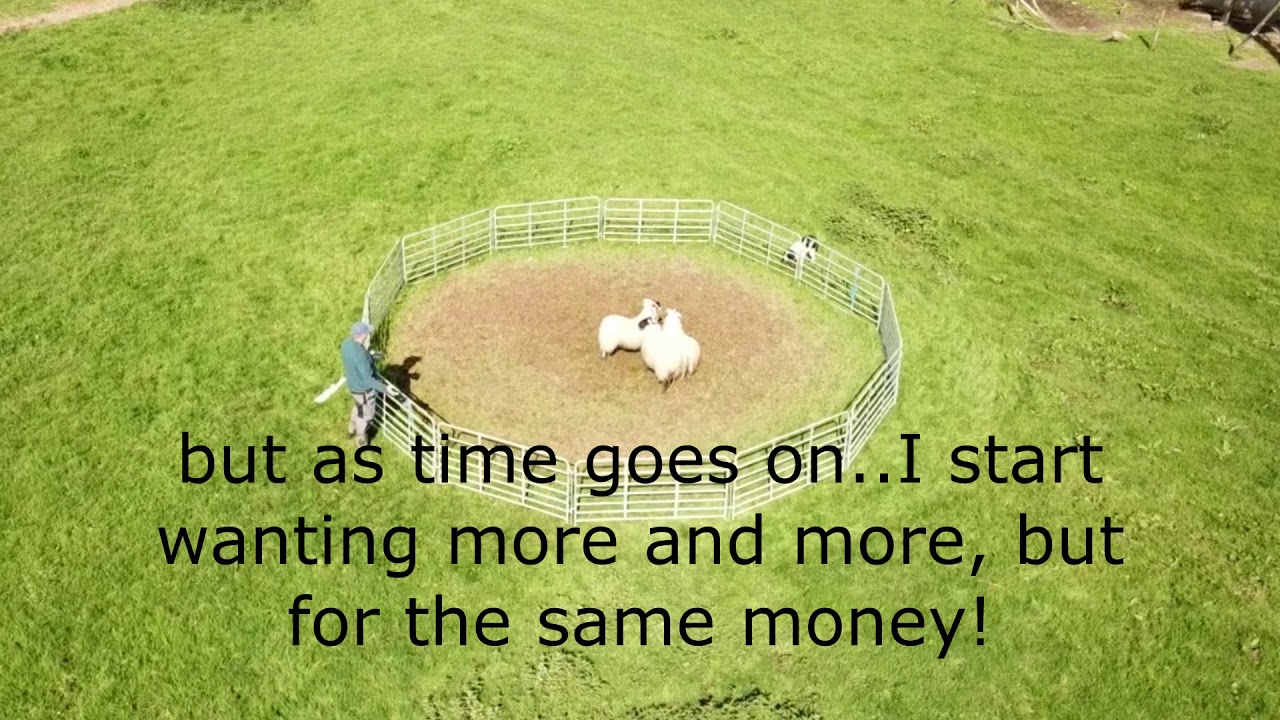 Sheepdog training using a round pen [you can find us on Patreon for ...