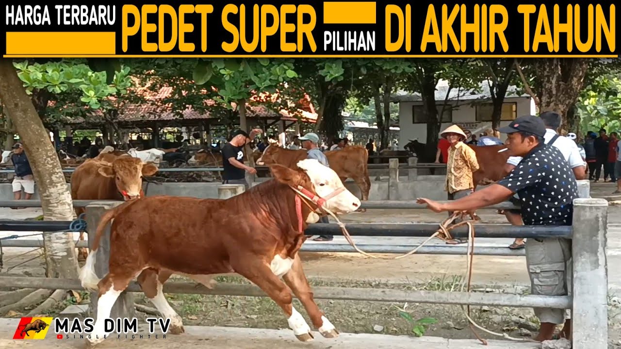 Harga Pedet Super Terbaru Di Penghujung Tahun !! - YouTube