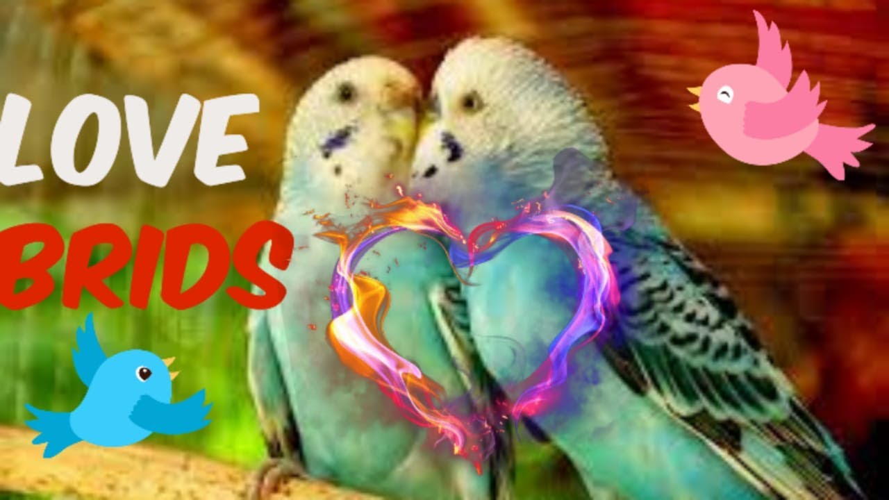 My love birds - YouTube