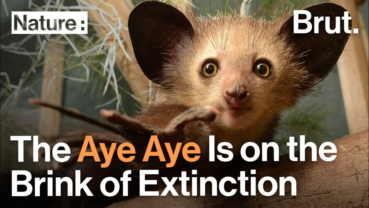 The Aye Aye Is on the Brink of Extinction - YouTube