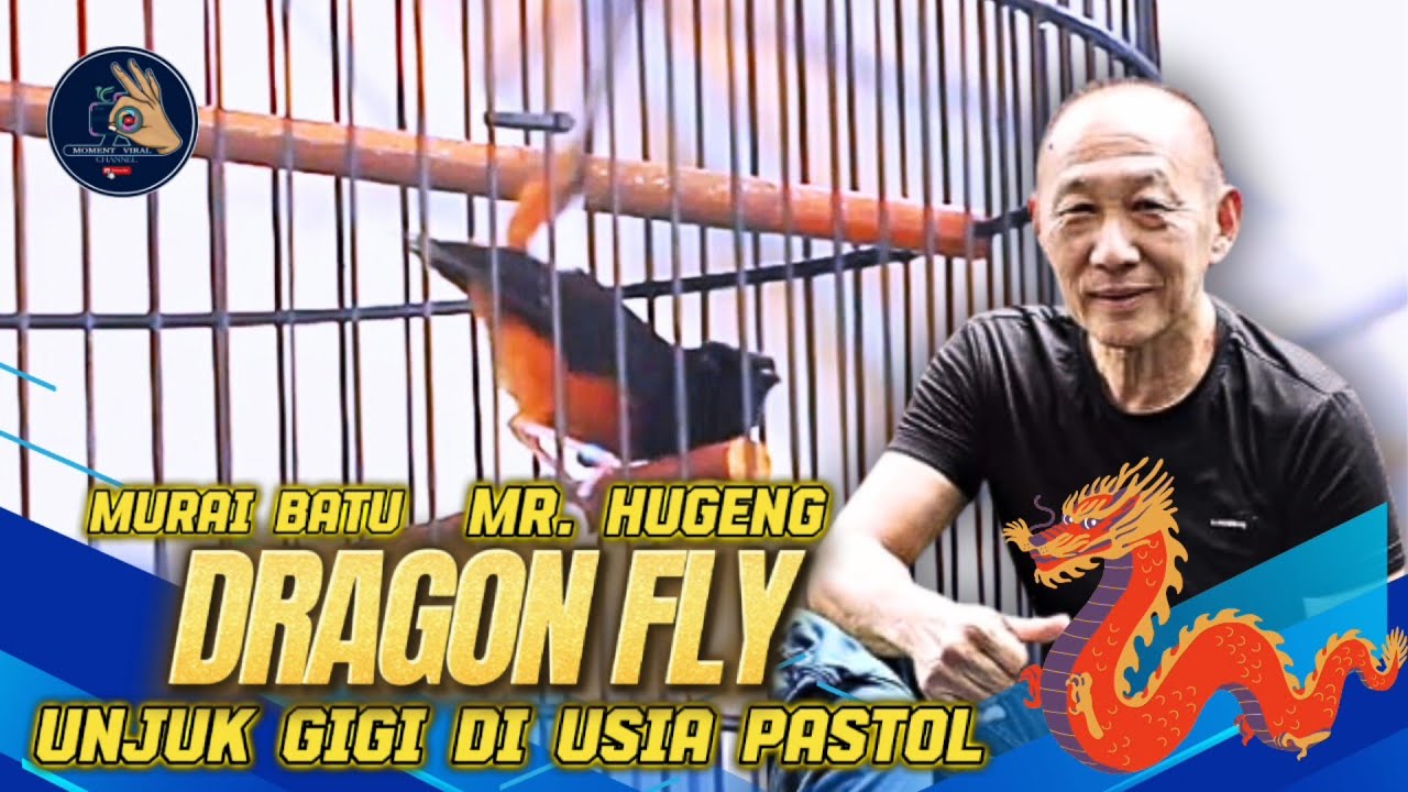 MASIH PASTOL ‼️ MURAI BATU DRAGON FLY MILIK MR. HUGENG UNJUK GIGI DI ...