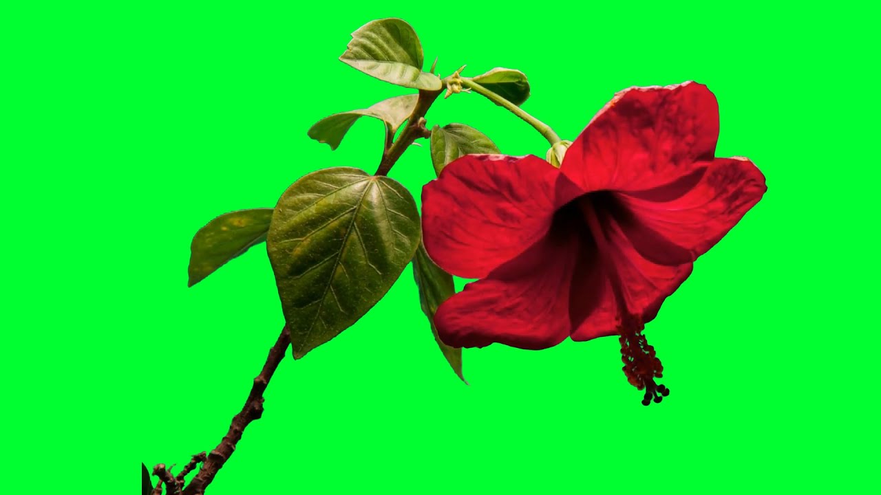 FLOWER BLOOMING | FLOWER OPENING GREEN SCREEN - YouTube