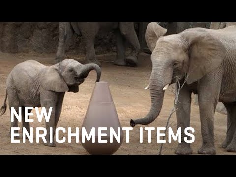 Animals Receive New Enrichment Items - YouTube