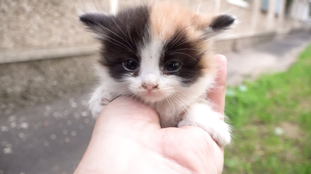 Calico baby kittens is little angels - YouTube