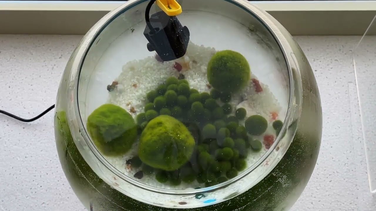 How to setup an aquarium that Marimo rolls - YouTube