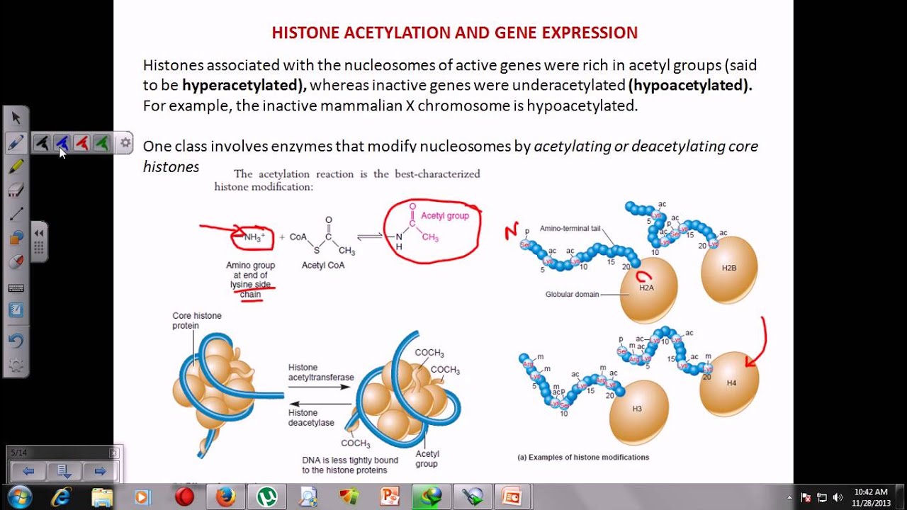 Chromatin remodeling - YouTube