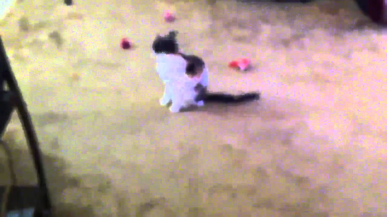 Blowing up a cat - YouTube