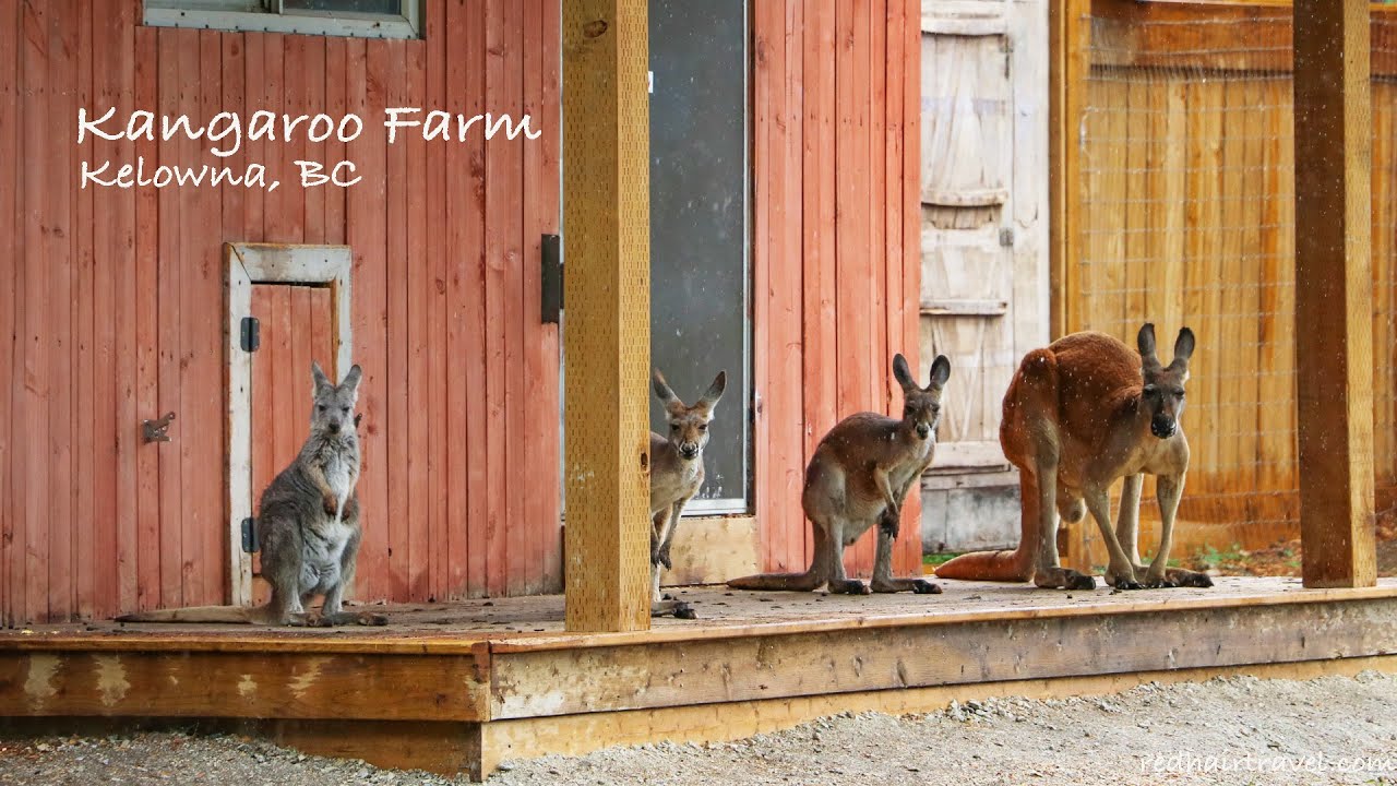 Kangaroo Farm Kelowna - YouTube