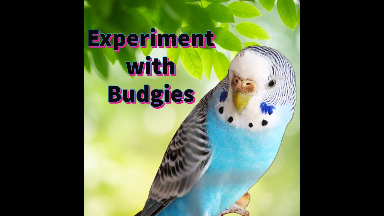 An Experiment with Budgies is successful #budgies #parakeet #parrot ...