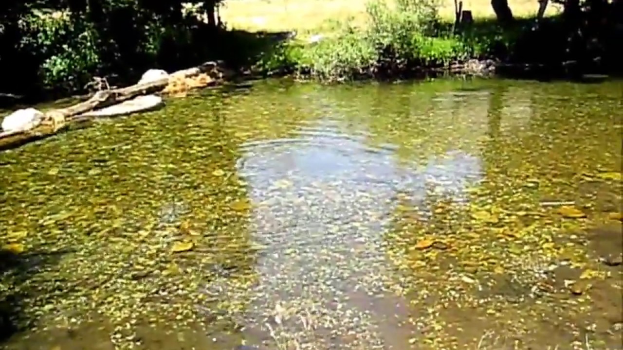 Pesca a mosca seca en León - Fly fishing trucha rio de montaña - YouTube