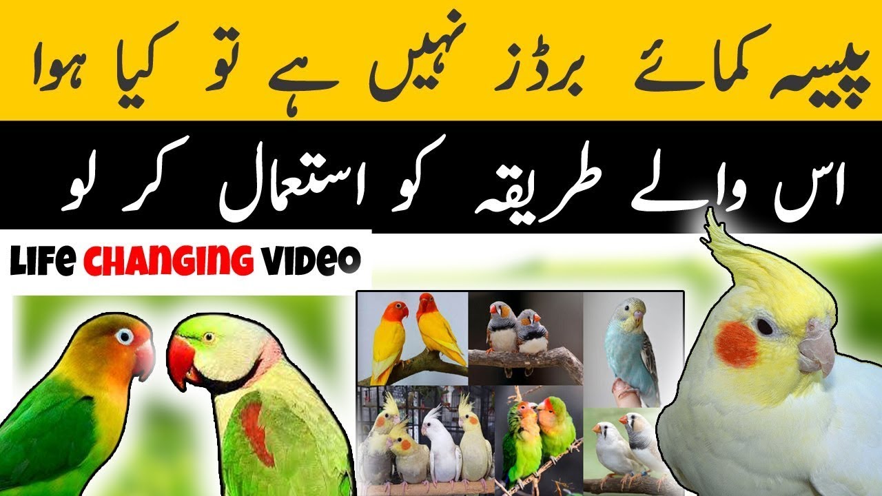 Earn Money By Using Birds Business | Low Investment Birds | Profitable ...