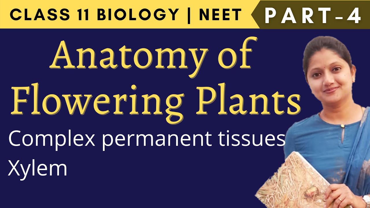 Anatomy of Flowering Plants | Class 11 Biology | Part-4 - YouTube