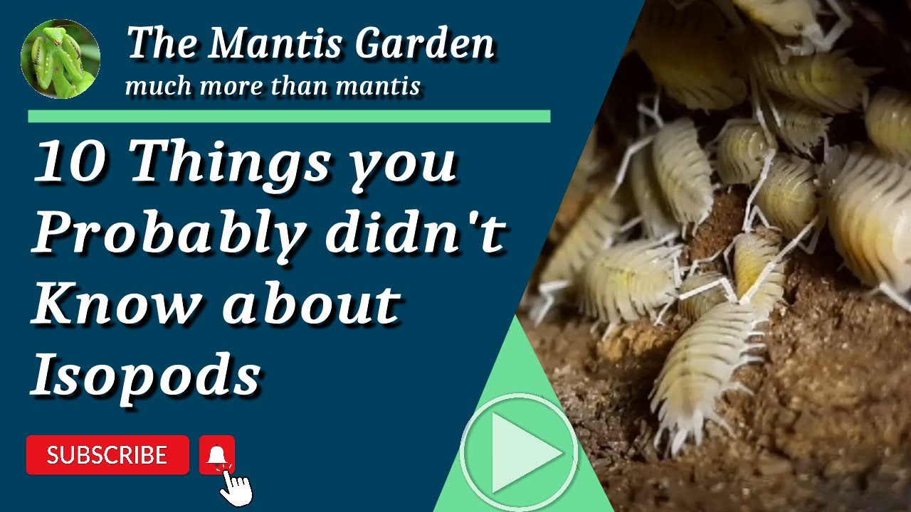 10 Things you probably didn't know about Isopods - YouTube