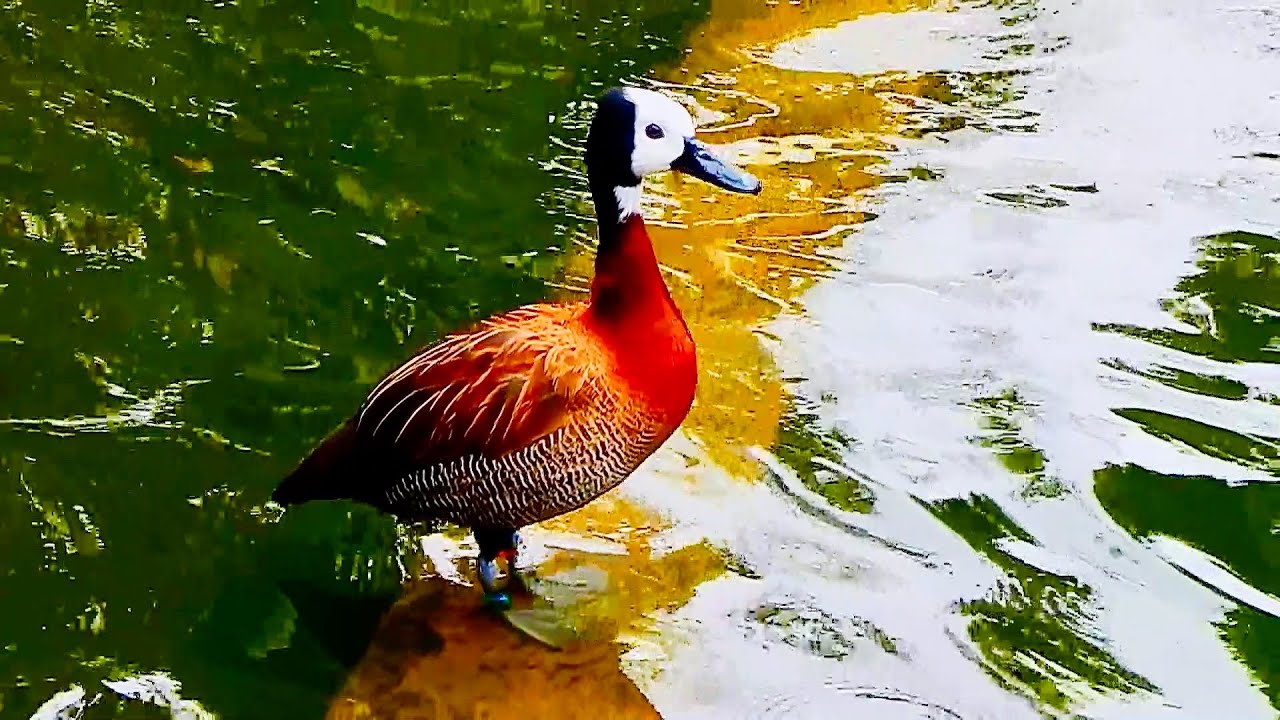 White-faced whistling duck, San Diego Zoo Safari. - YouTube