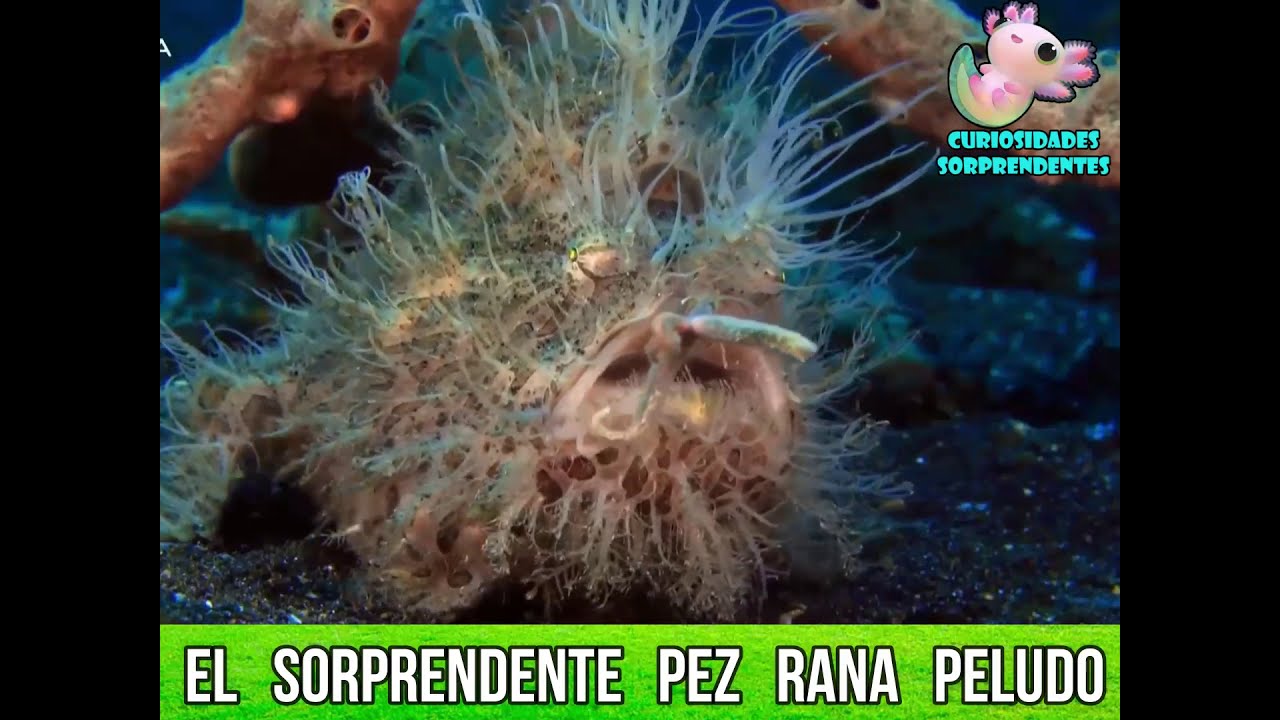 EL PEZ MÁS RARO JAMÁS DESCUBIERTO | PEZ RANA PELUDO - YouTube