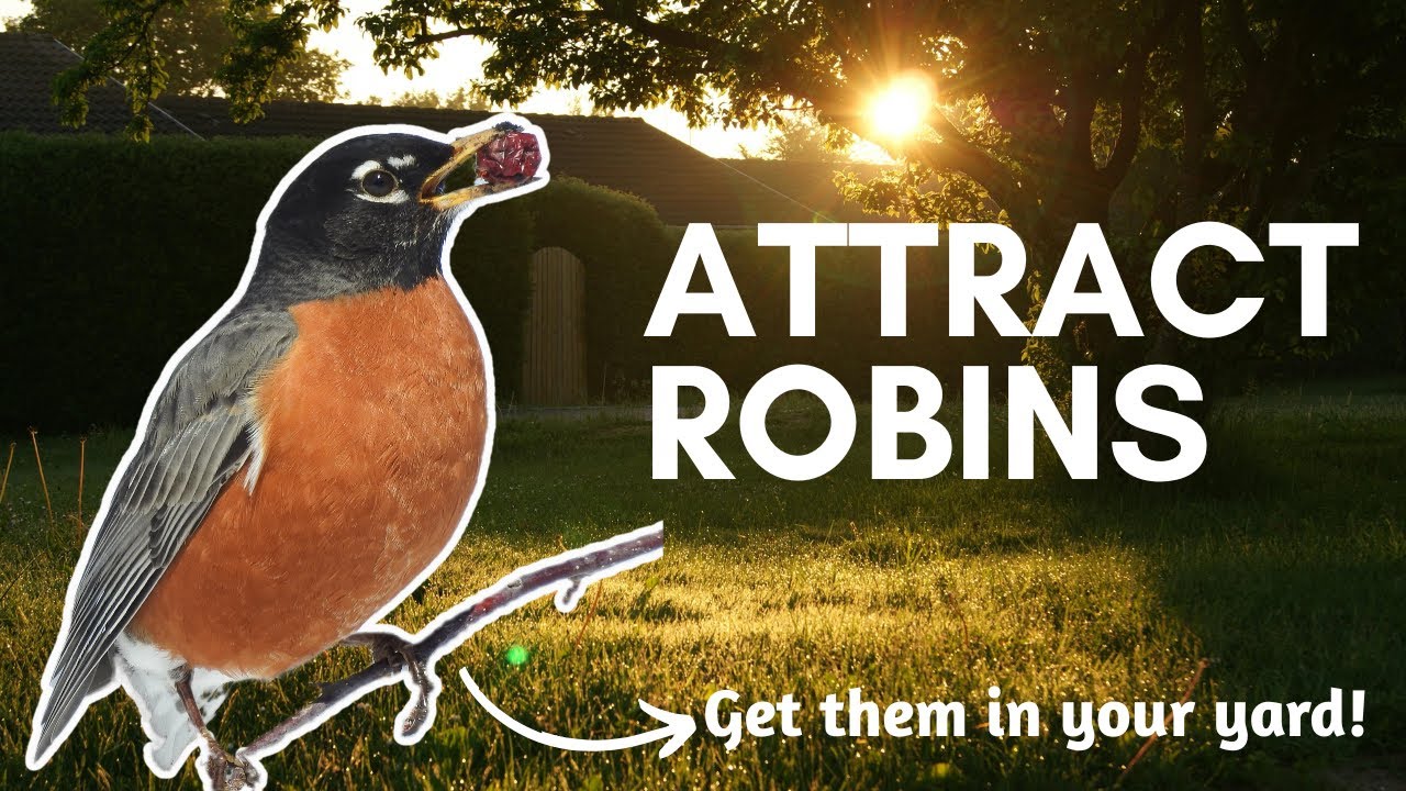 What Do Robins Eat? The BEST Foods For American Robins - YouTube