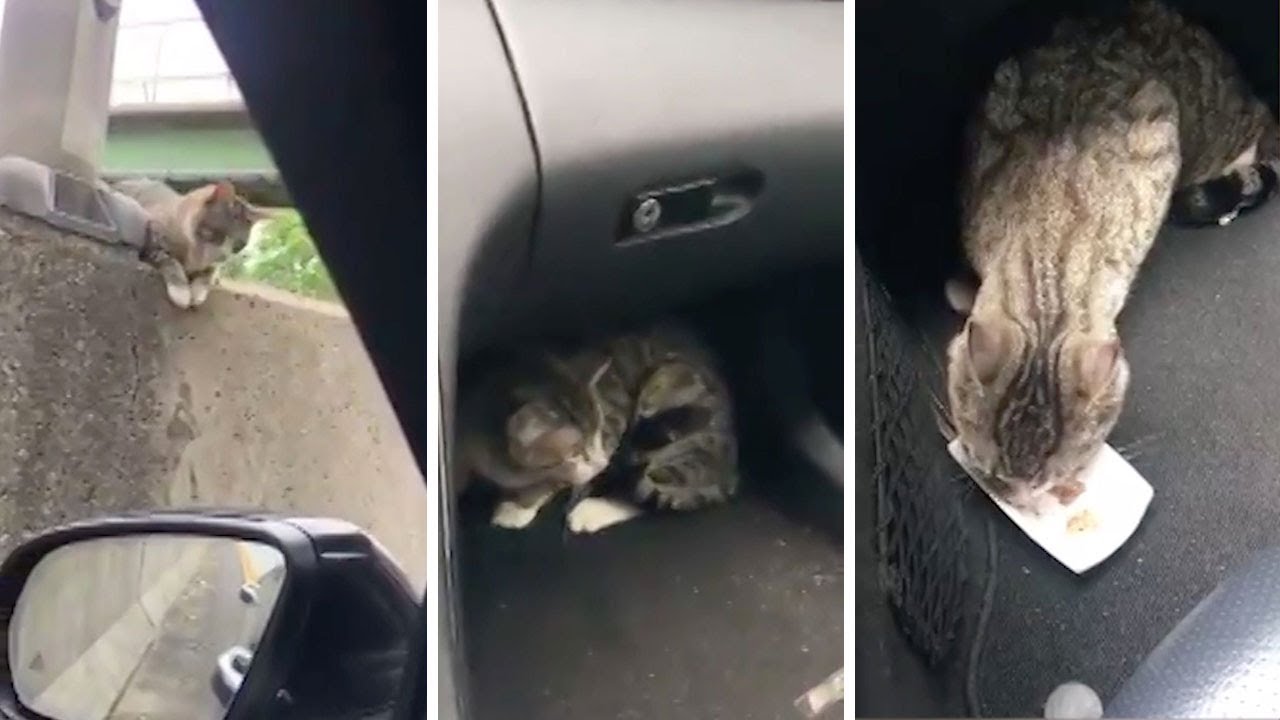 Driver Rescues Terrified Cat Stranded On Highway - YouTube