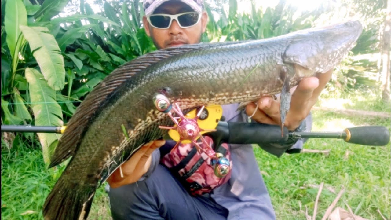 Pakai lure ini Akhirnya Menyerah juga ikan Gabus Besar - YouTube