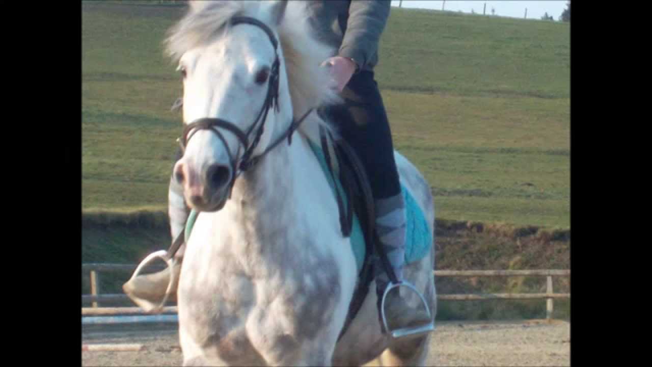 ♥ Shamalow du rond pré ♥ : p'tit montage de mon poney - YouTube