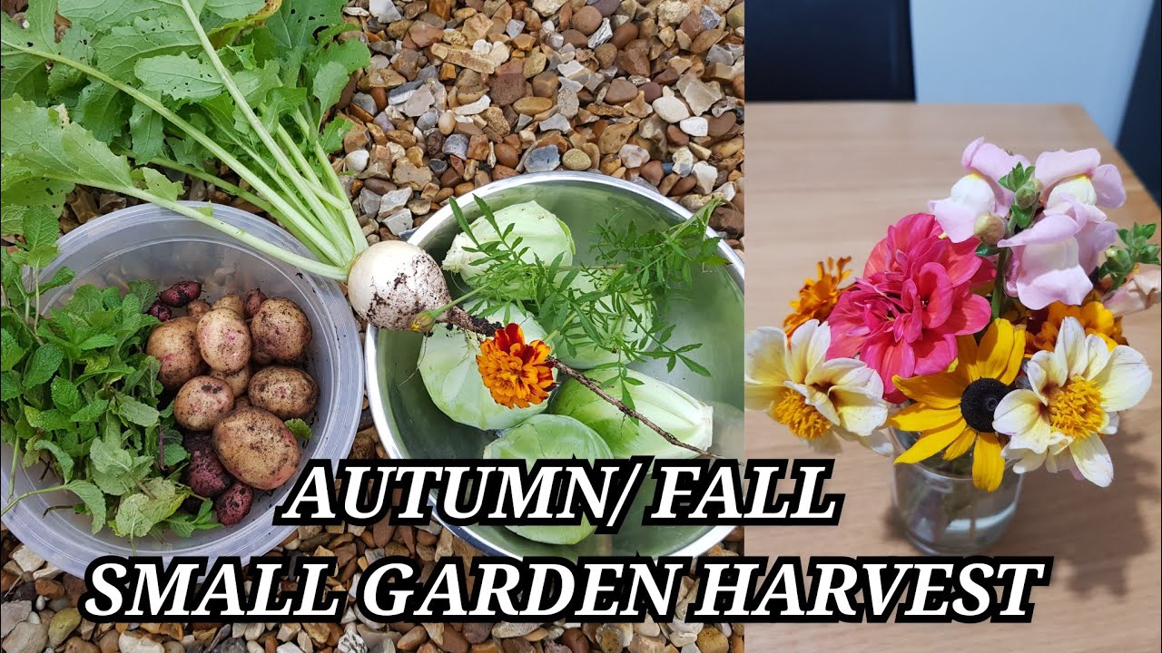 Late Autumn/Fall garden harvest October 2021~ Harvesting potatoes ...