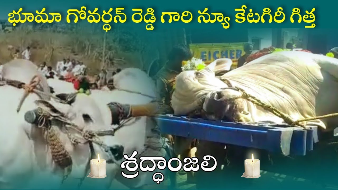 RIP Ravan💐 | New category | Bhuma govardhan reddy bull - YouTube