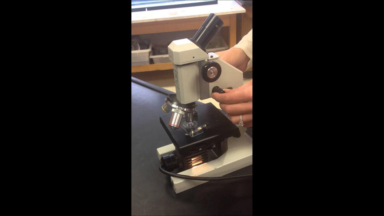 How to focus a microscope. - YouTube